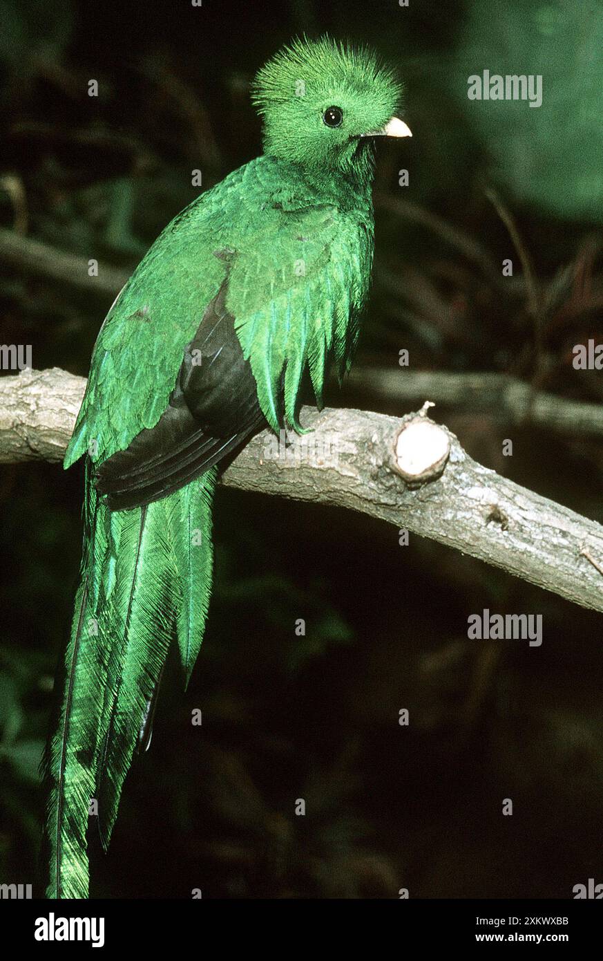 Resplendent quetzals hi-res stock photography and images - Alamy