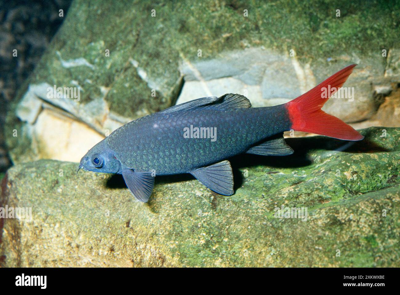 Asian catfish hi-res stock photography and images - Alamy