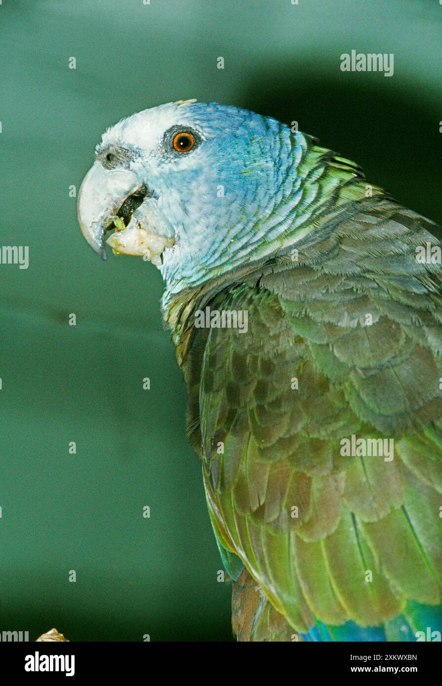St Vincent Amazon PARROT Stock Photo - Alamy