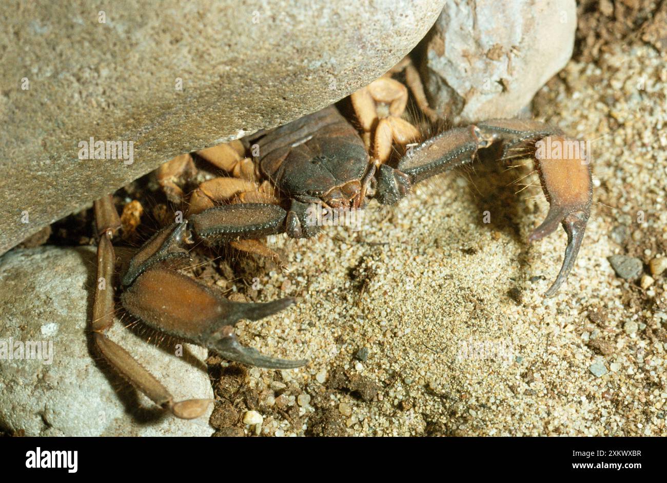 African scorpion hi-res stock photography and images - Alamy
