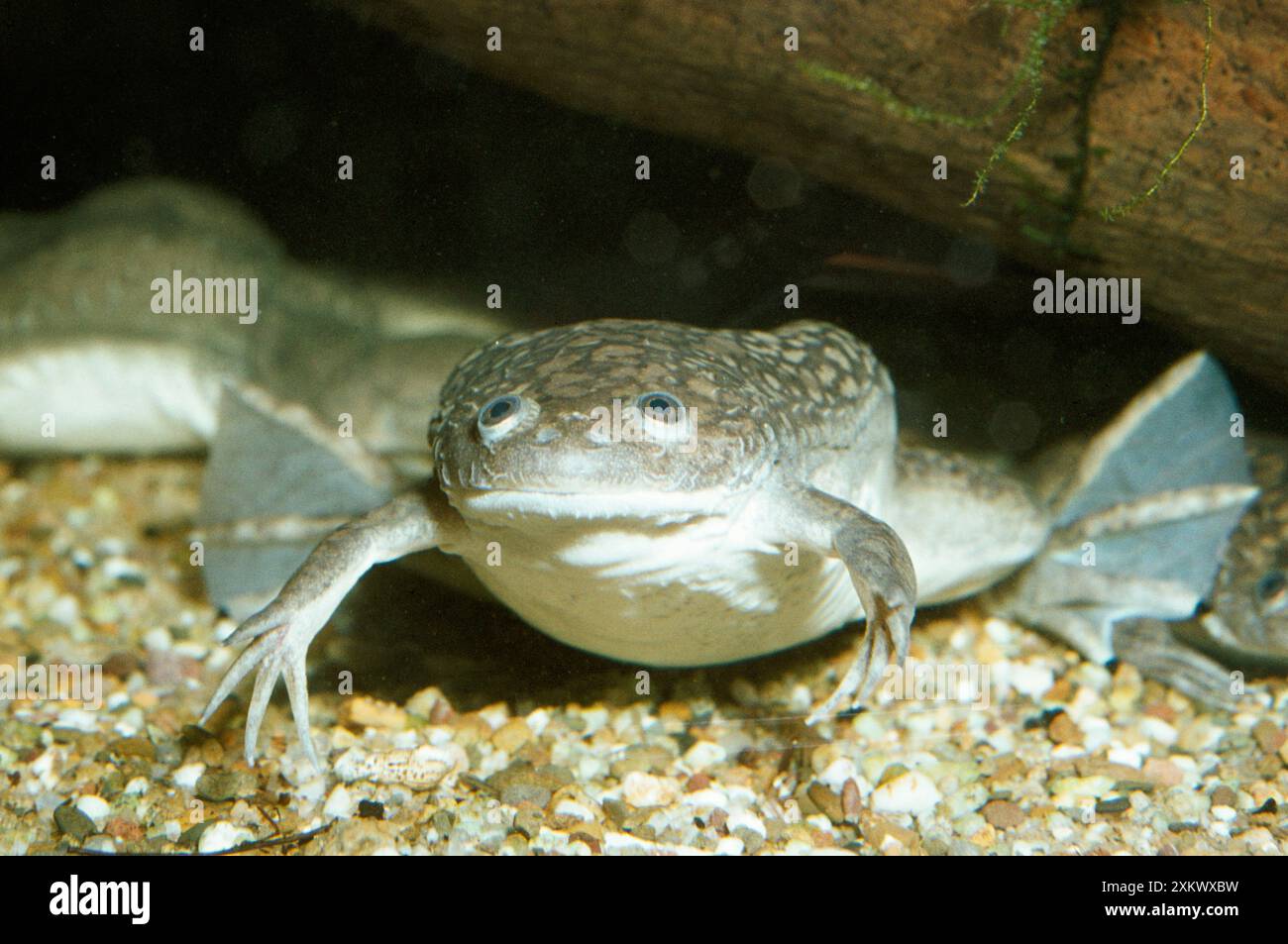 South african toad hi-res stock photography and images - Alamy