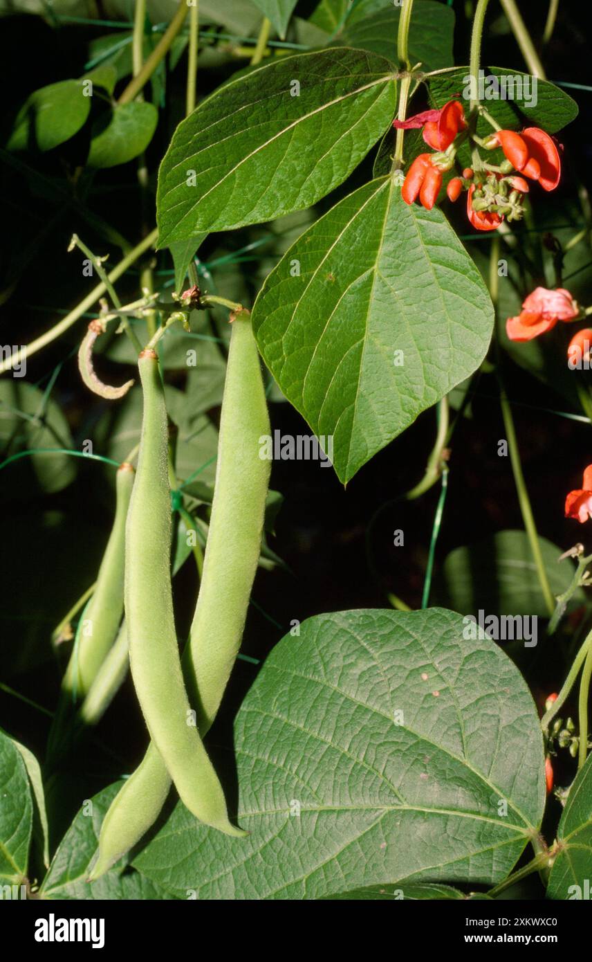 Runner beans pods and flowers hi-res stock photography and images - Alamy
