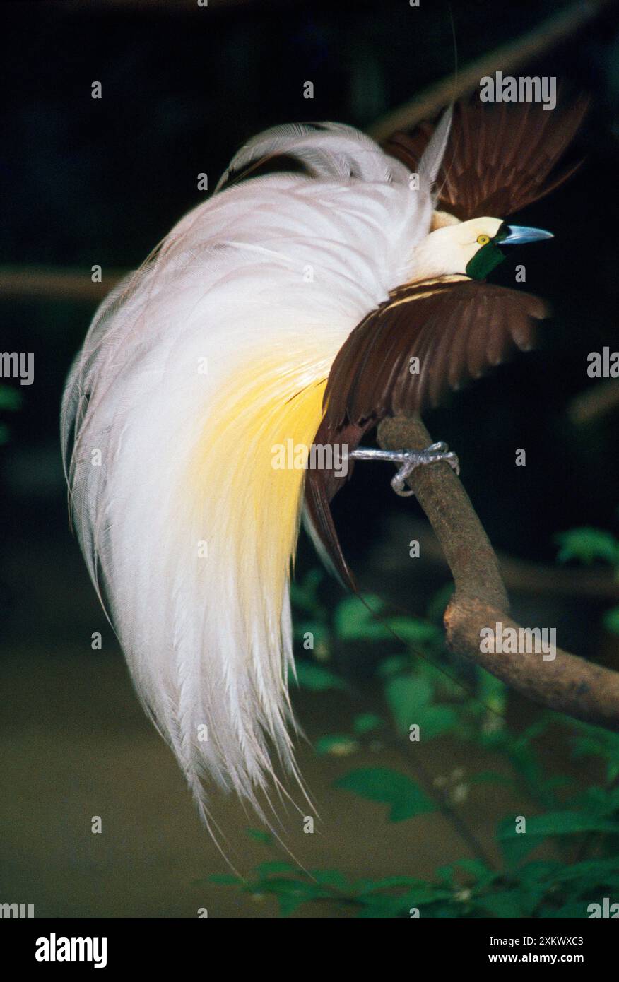 Bird of paradise bird display displaying papua new guinea hi-res stock ...
