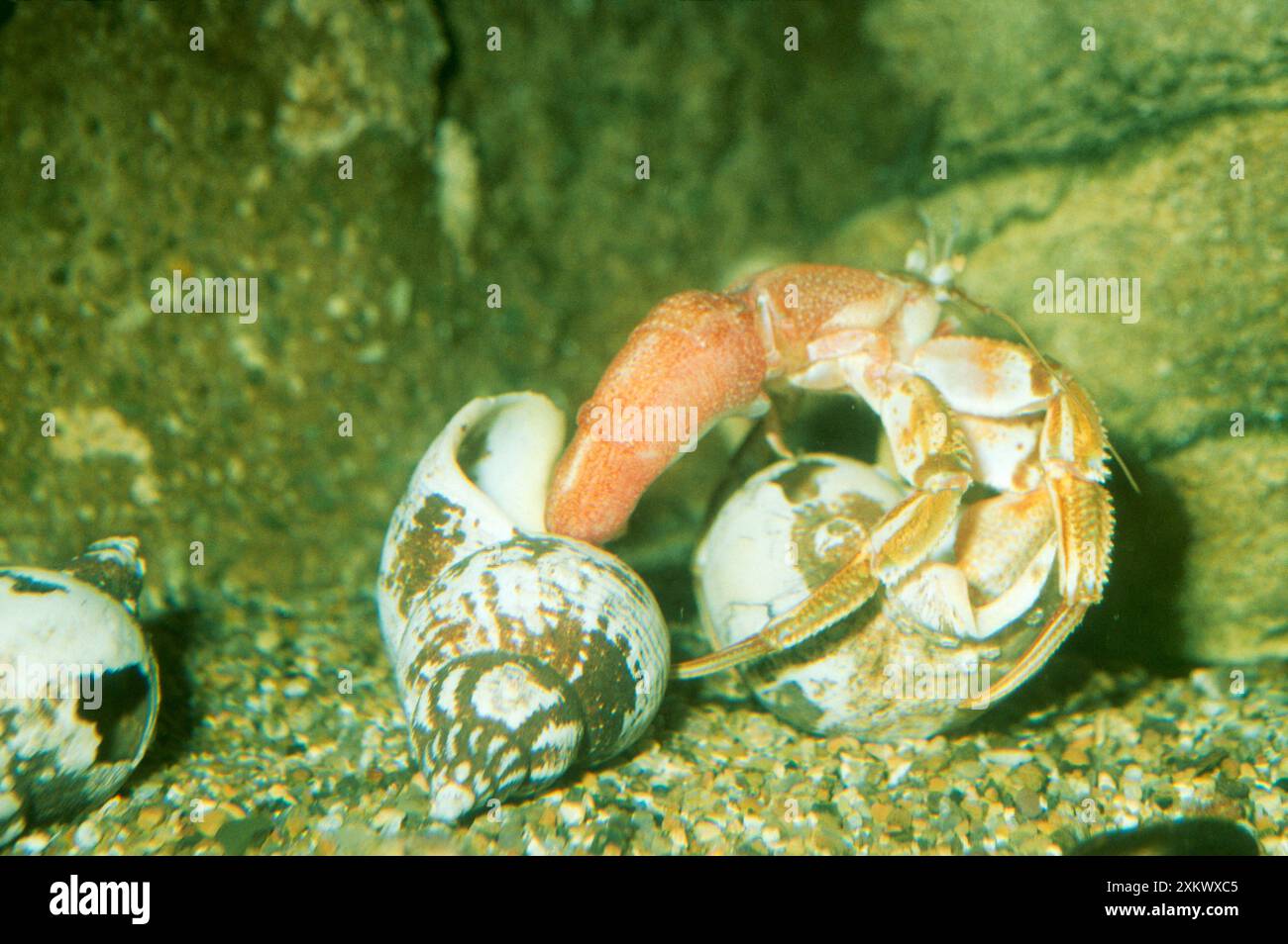 Hermit crab shell hi-res stock photography and images - Alamy