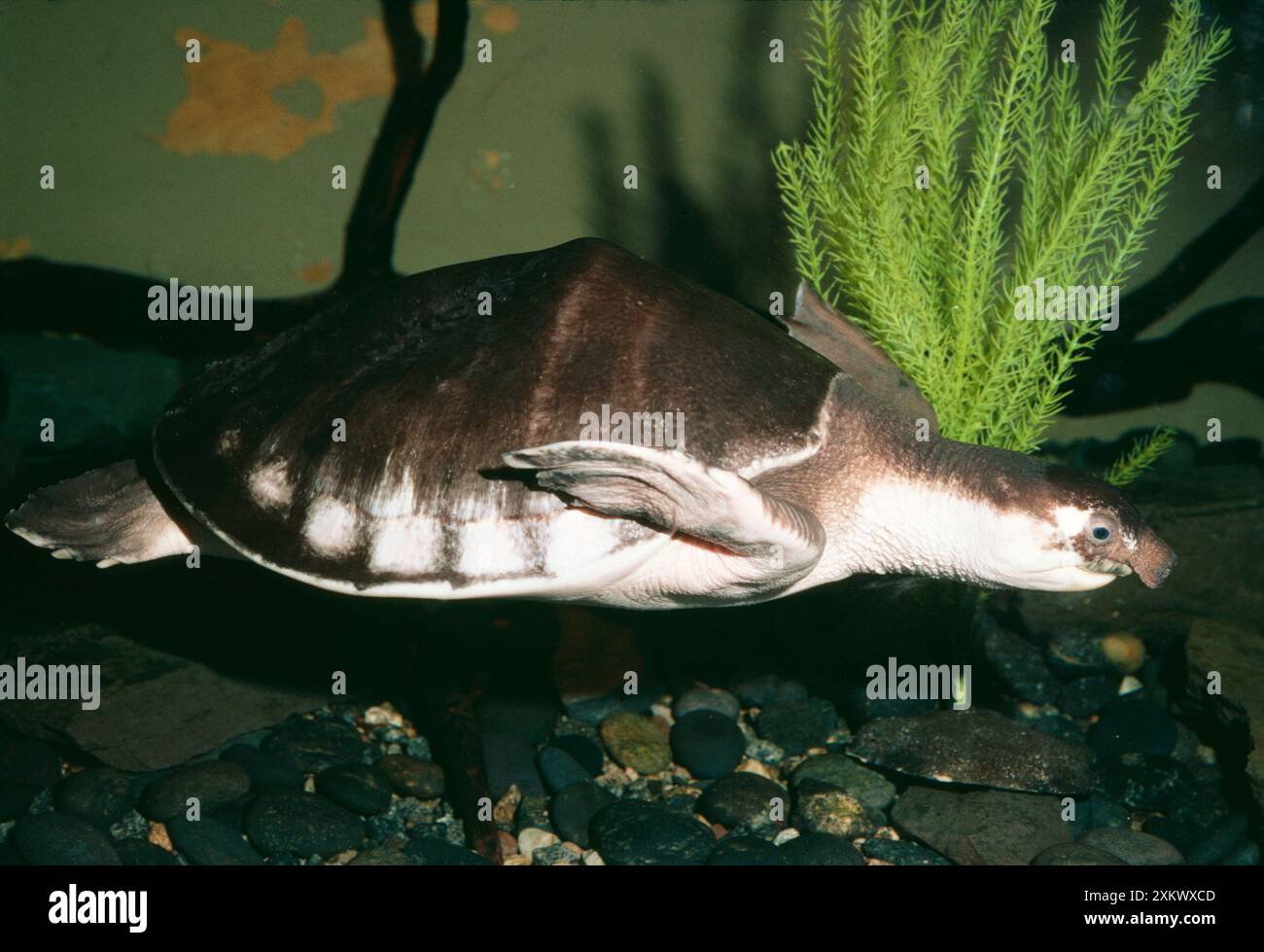 Pig nosed turtle hi-res stock photography and images - Alamy