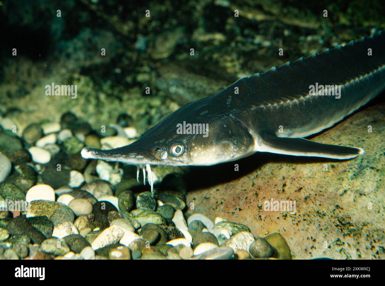 Sterlets hi-res stock photography and images - Alamy