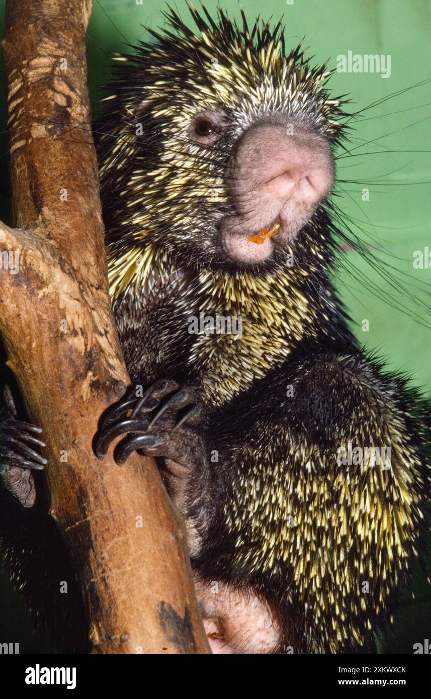 Prehensile hi-res stock photography and images - Alamy