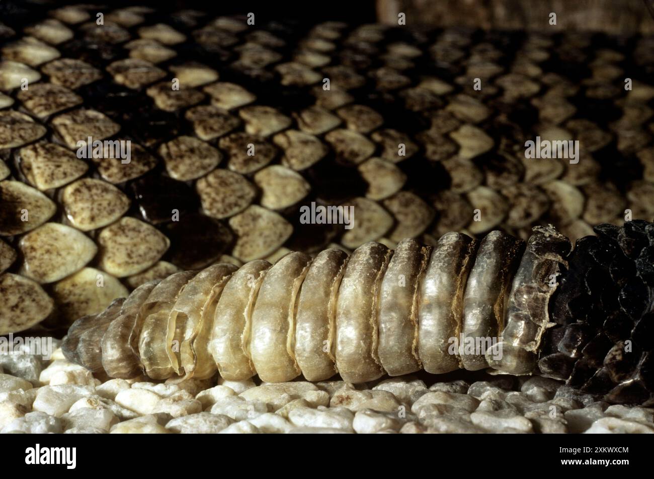 Eastern diamondback rattlesnakes hi-res stock photography and images ...