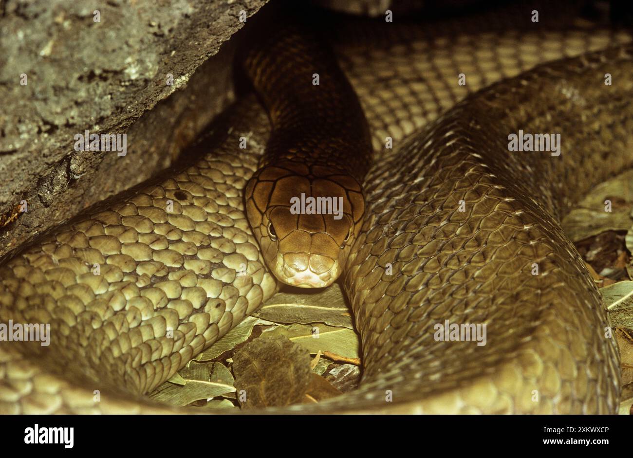 Snake king cobra ophiophagus hi-res stock photography and images - Alamy