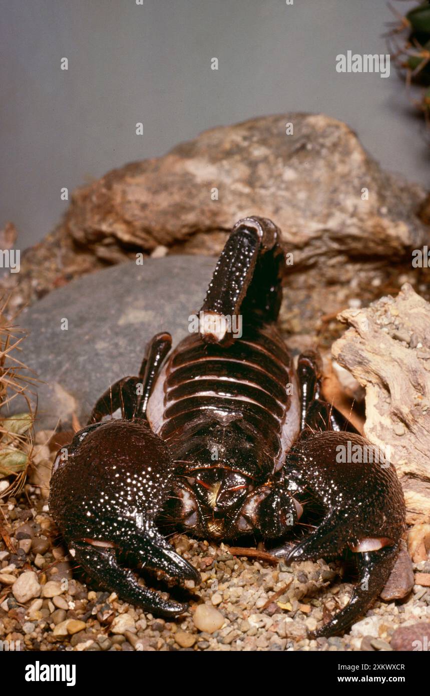 Insects scorpion hi-res stock photography and images - Alamy