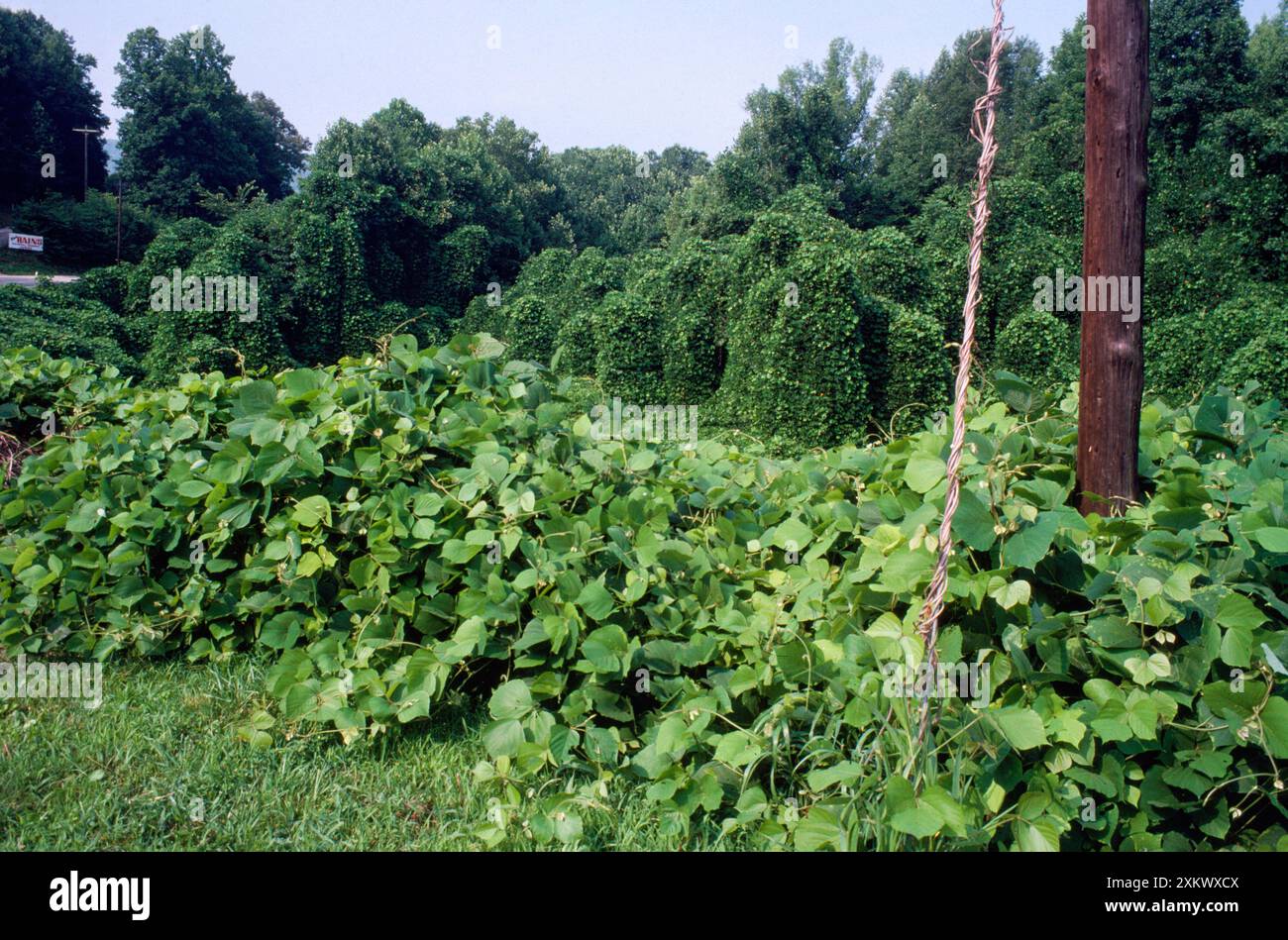 Kudzu vine hi-res stock photography and images - Alamy