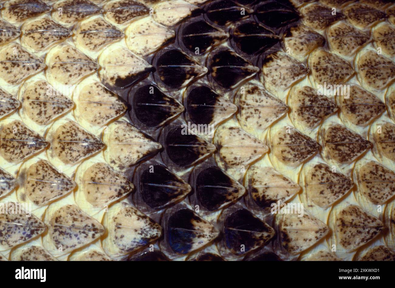 Skin diamond hi-res stock photography and images - Alamy