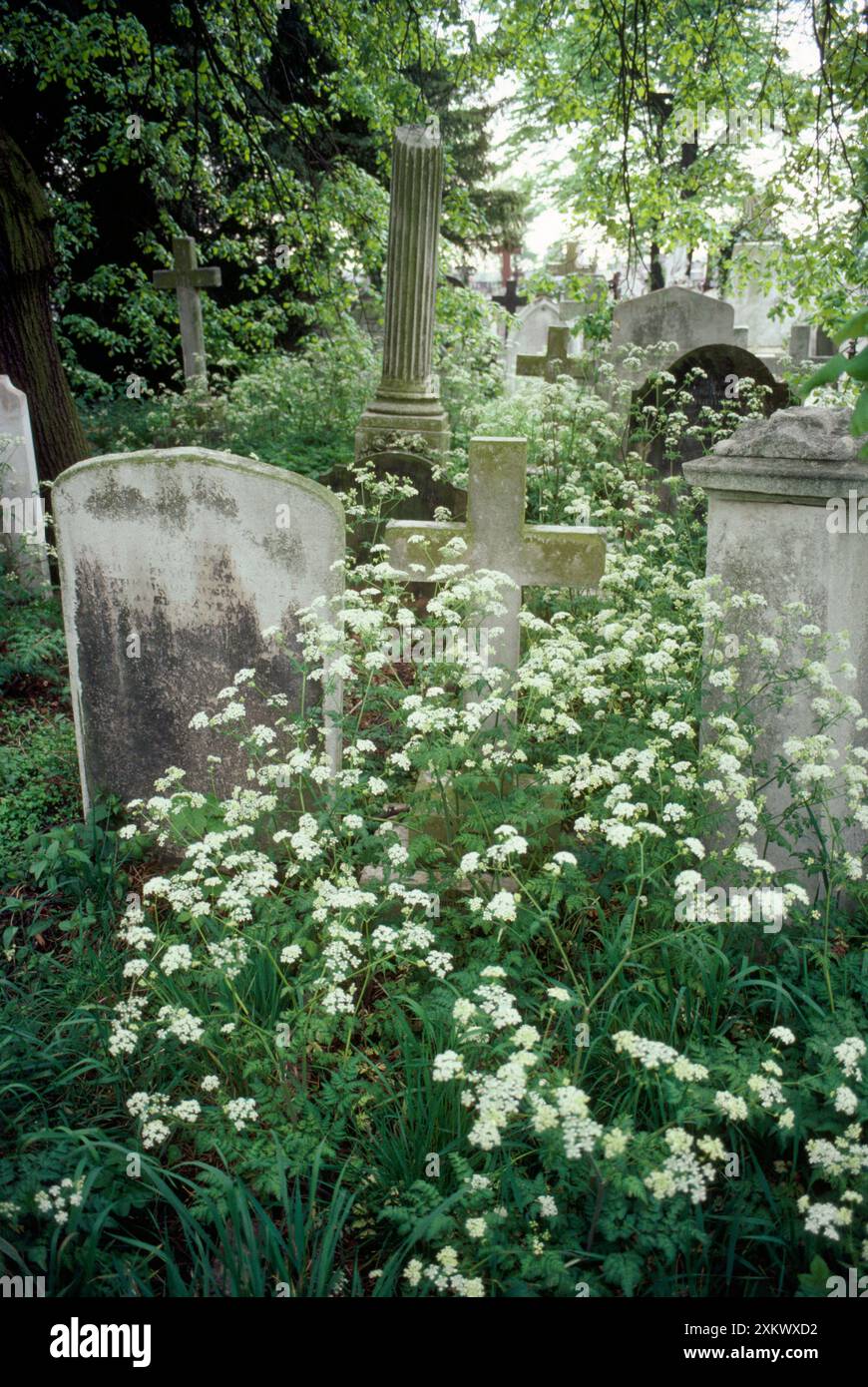 Plants - in cemetry Stock Photo - Alamy