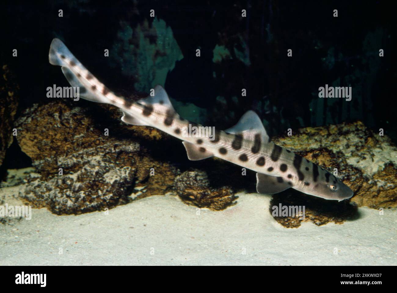Shark and fishes hi-res stock photography and images - Alamy