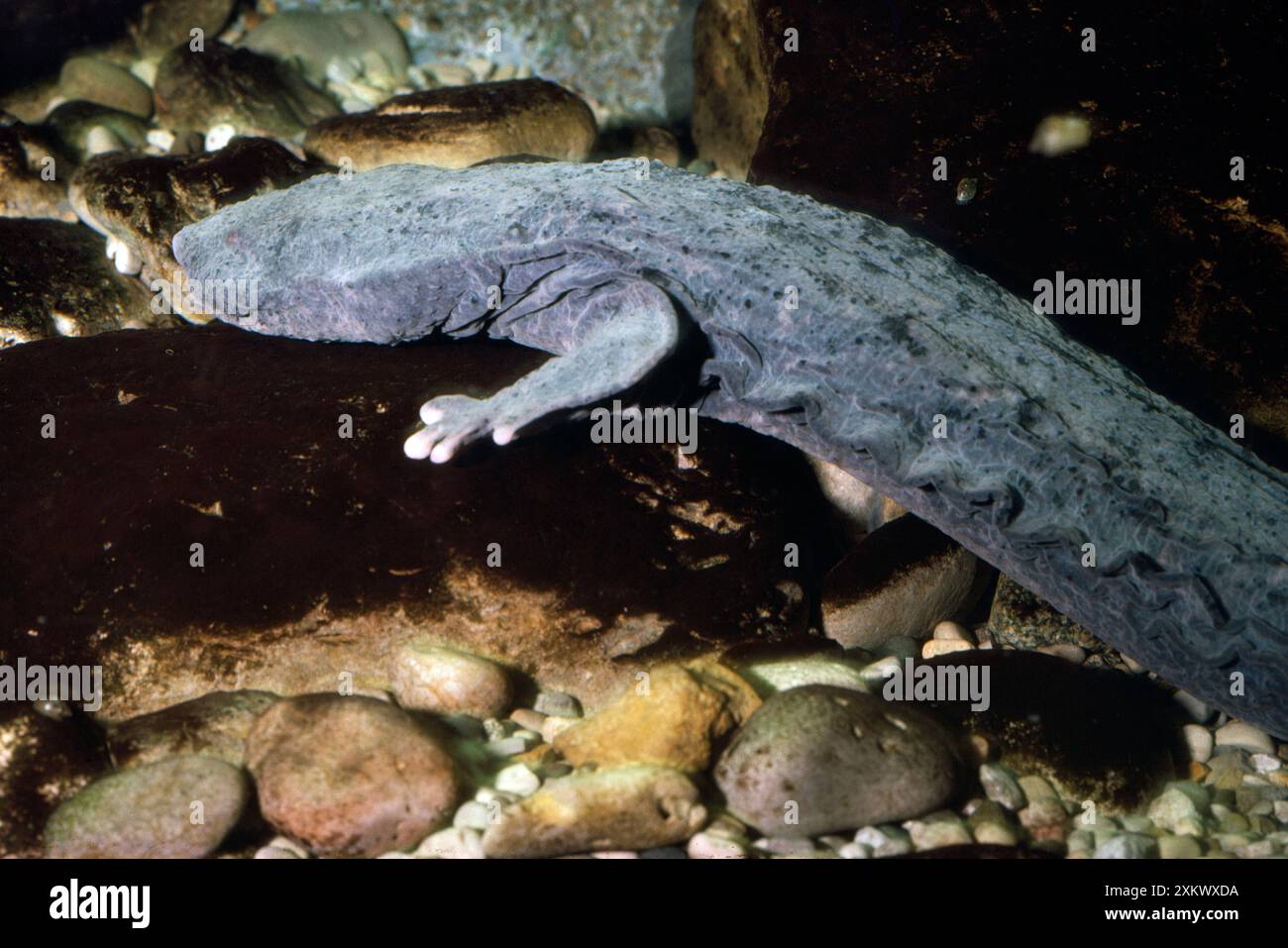 GIANT SALAMANDER / Hellbender Stock Photo - Alamy