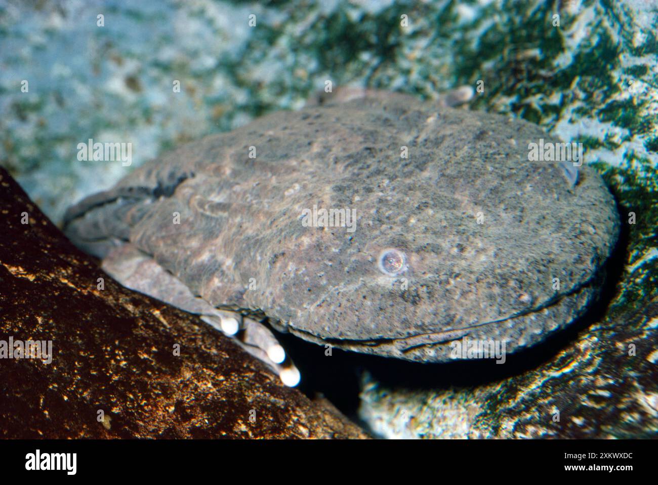 Giant Salamander / Hellbender Stock Photo - Alamy