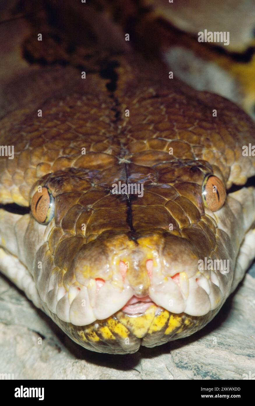 Reticulated Python - close-up showing heat-sensitive Stock Photo - Alamy