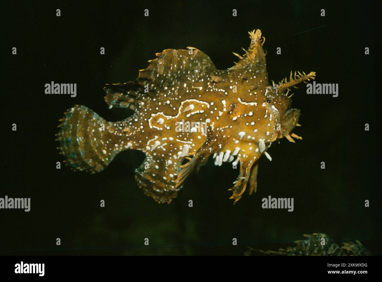Sargassum fish hi-res stock photography and images - Alamy