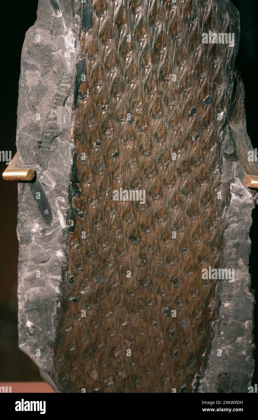 Lepidodendron hi-res stock photography and images - Alamy