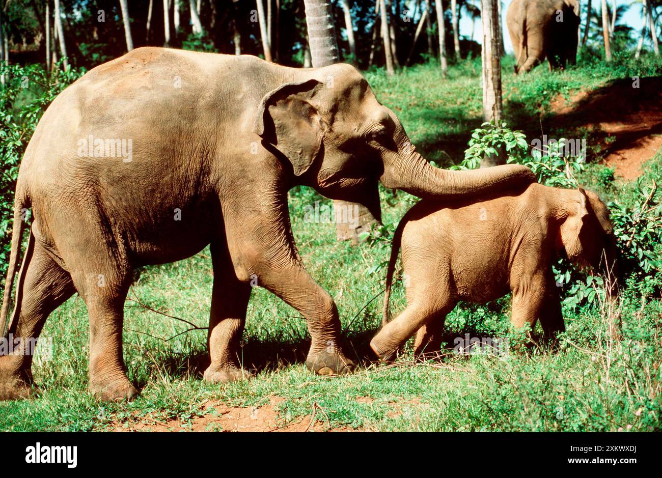 Indian / Asian Elephants - Adult & young Stock Photo - Alamy