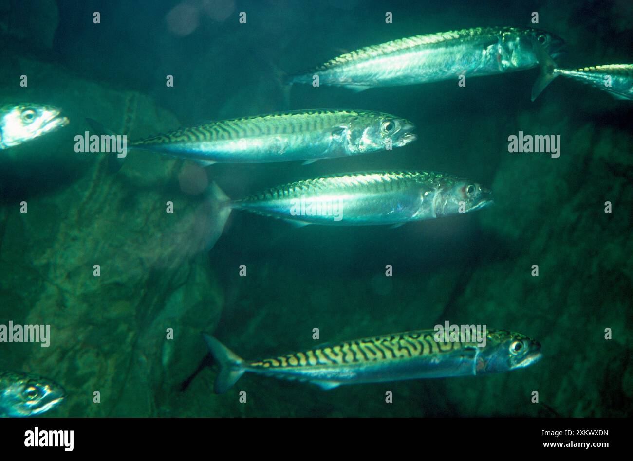 Mackerel - Atlantic Ocean - North Sea Stock Photo - Alamy