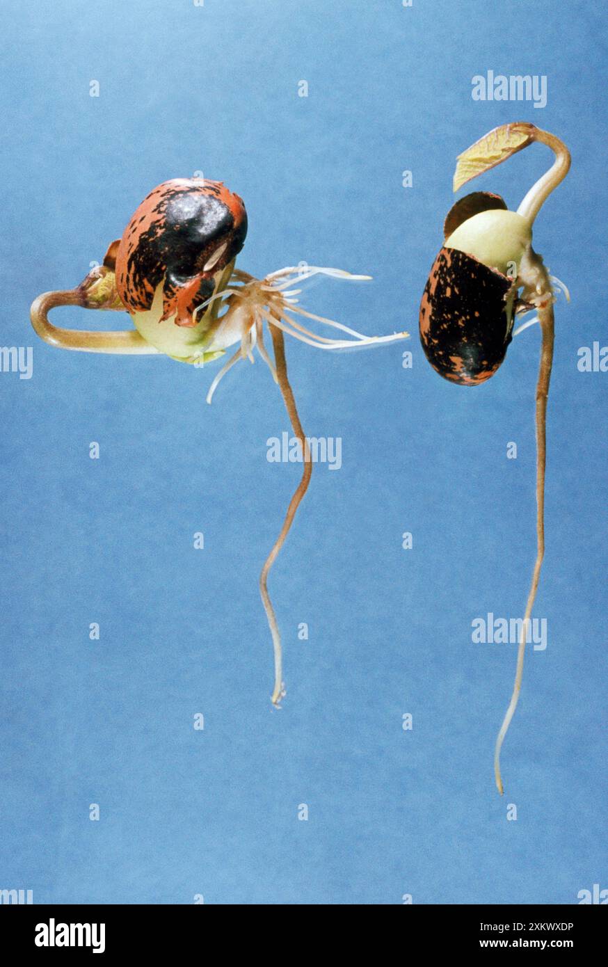 Root germination seed hi-res stock photography and images - Alamy