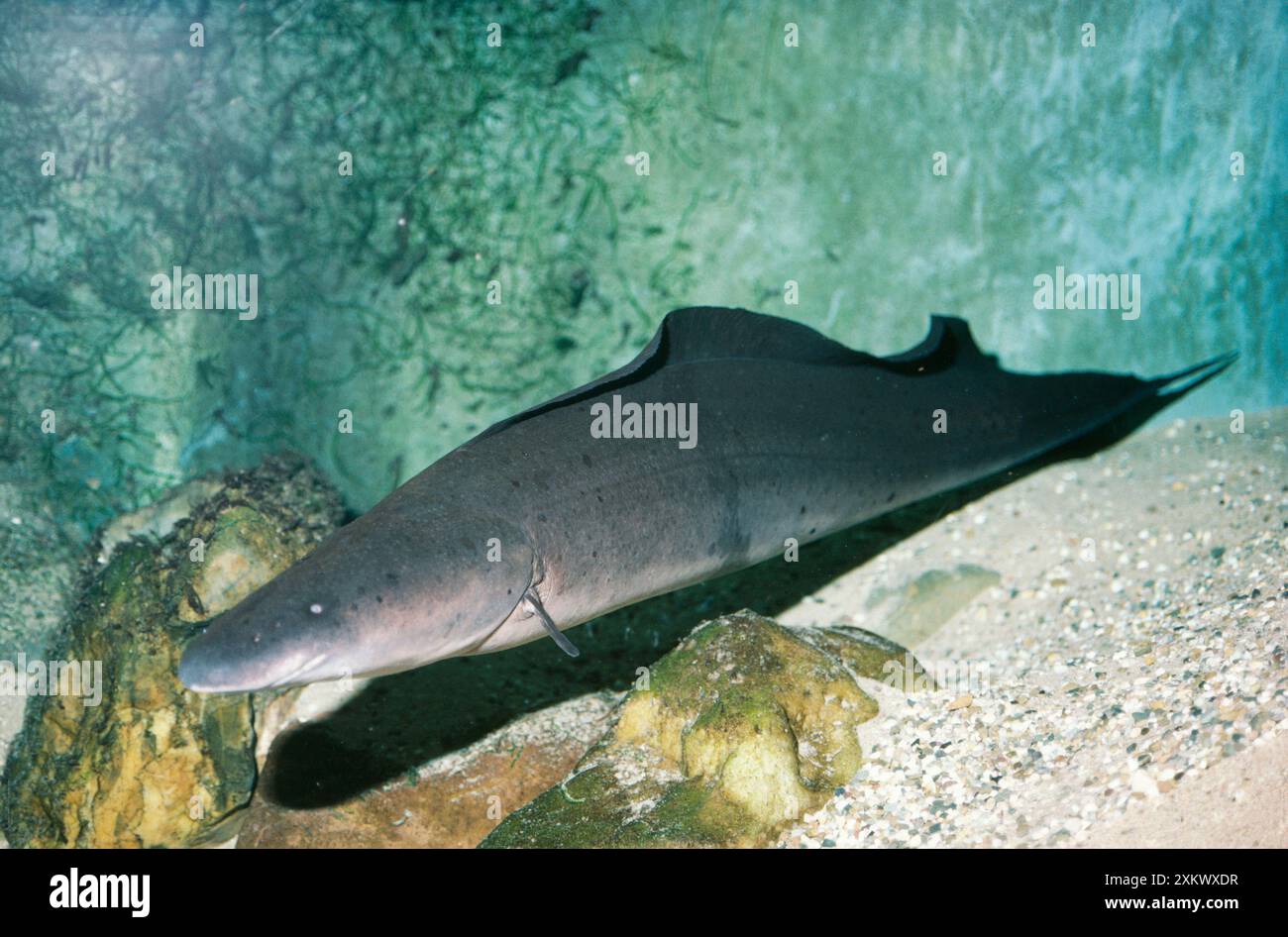AFRICAN KNIFE FISH Stock Photo - Alamy