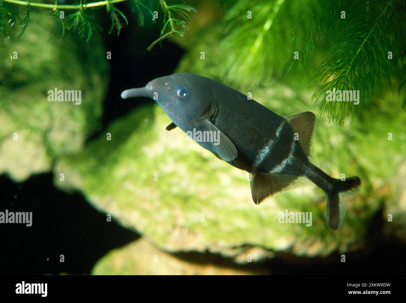 ELEPHANT FISH / Elephant-trunk Mormyrid - electric Stock Photo - Alamy