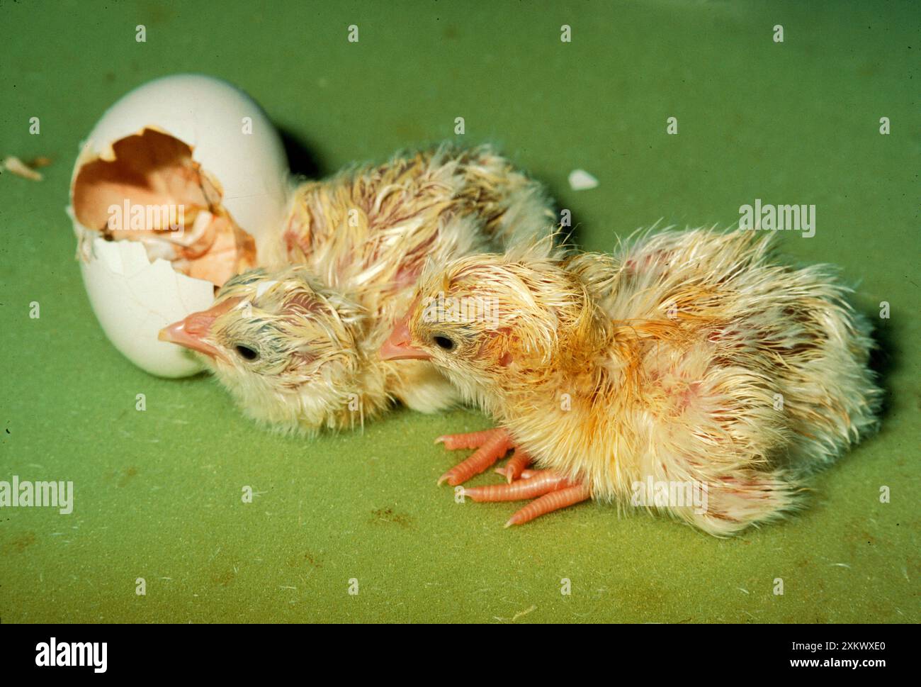 Baby chickens hatching hi-res stock photography and images - Alamy