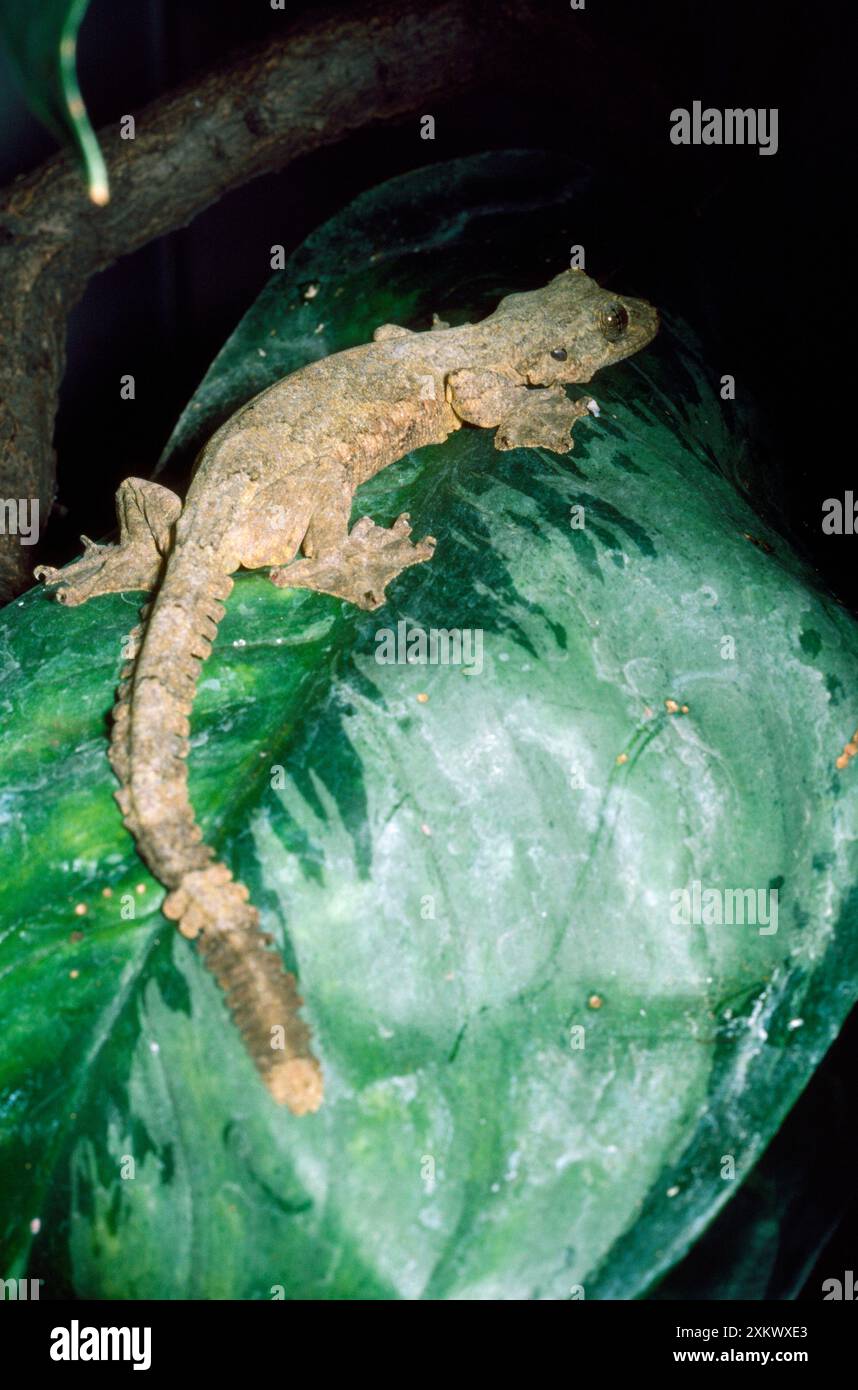 Flying geckos ptychozoon kuhli hi-res stock photography and images - Alamy