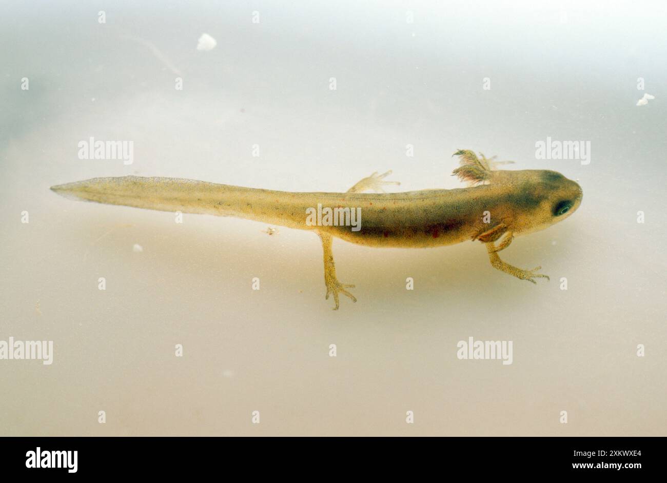 Common Newt - with external gills Stock Photo - Alamy
