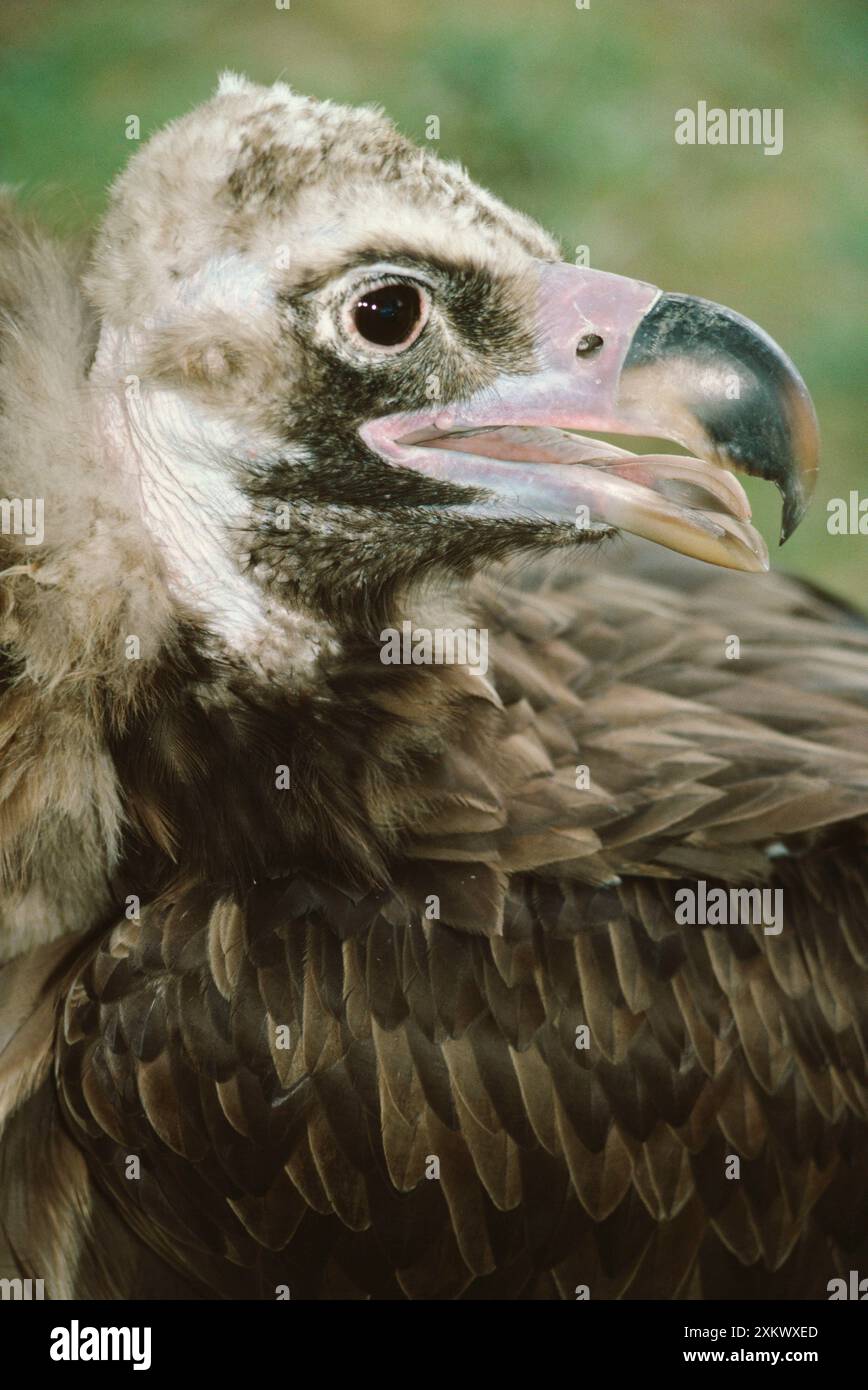 European Black Vulture Stock Photo - Alamy