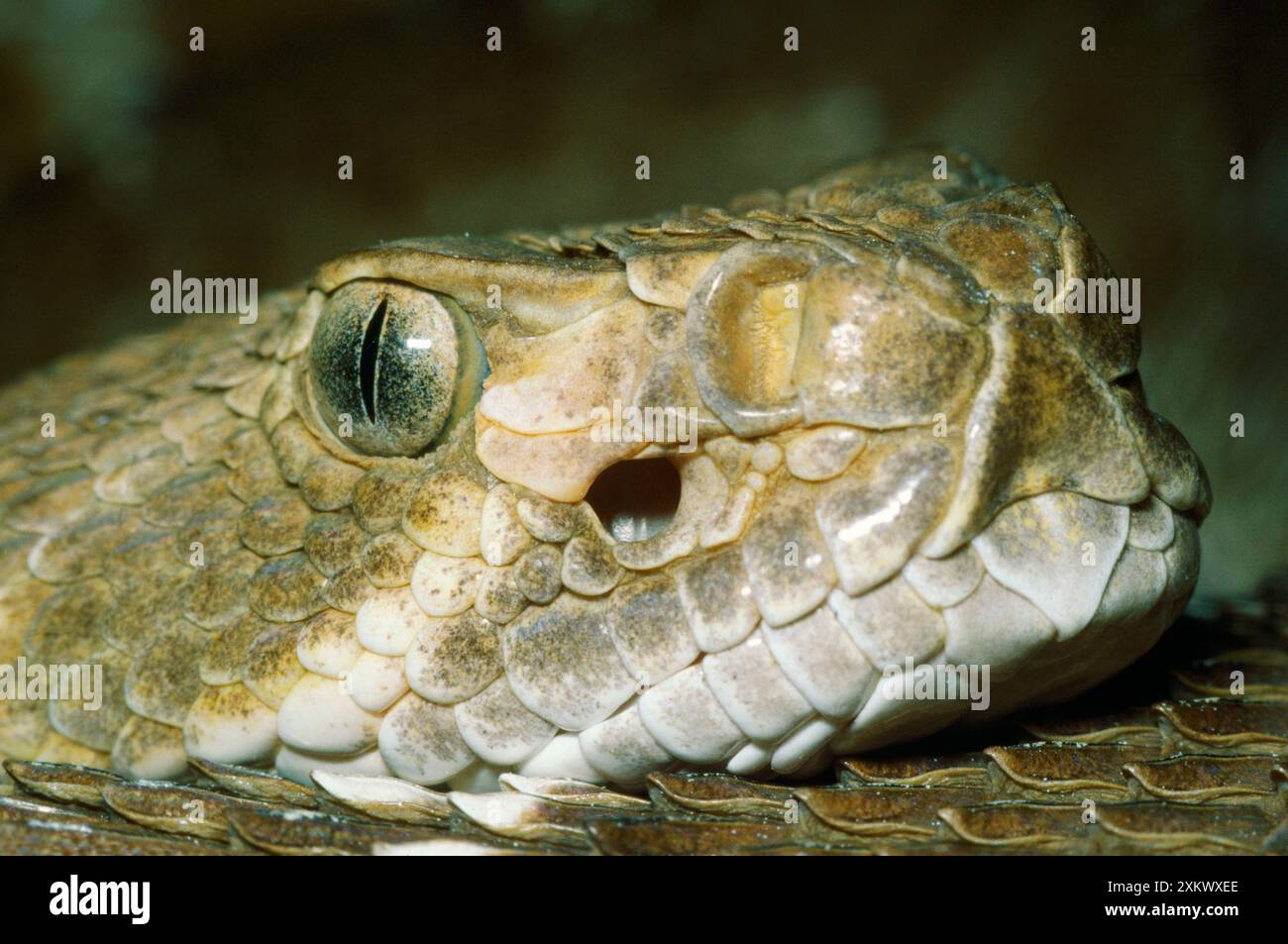 Rattlesnake - head showing nostril & heat sensitive pit Stock Photo - Alamy
