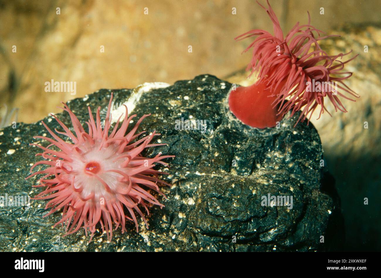 Beadlet anemones actinia equina hi-res stock photography and images - Alamy