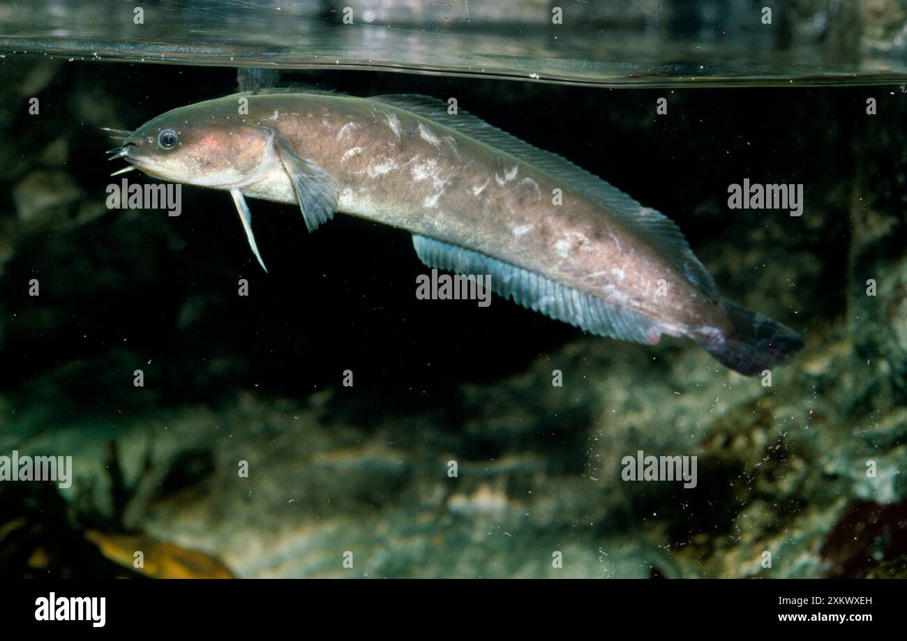 Rockling fish hi-res stock photography and images - Alamy