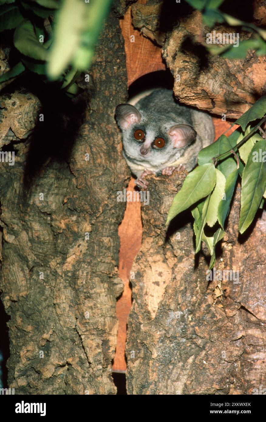 Bushbaby bushbabies hi-res stock photography and images - Alamy