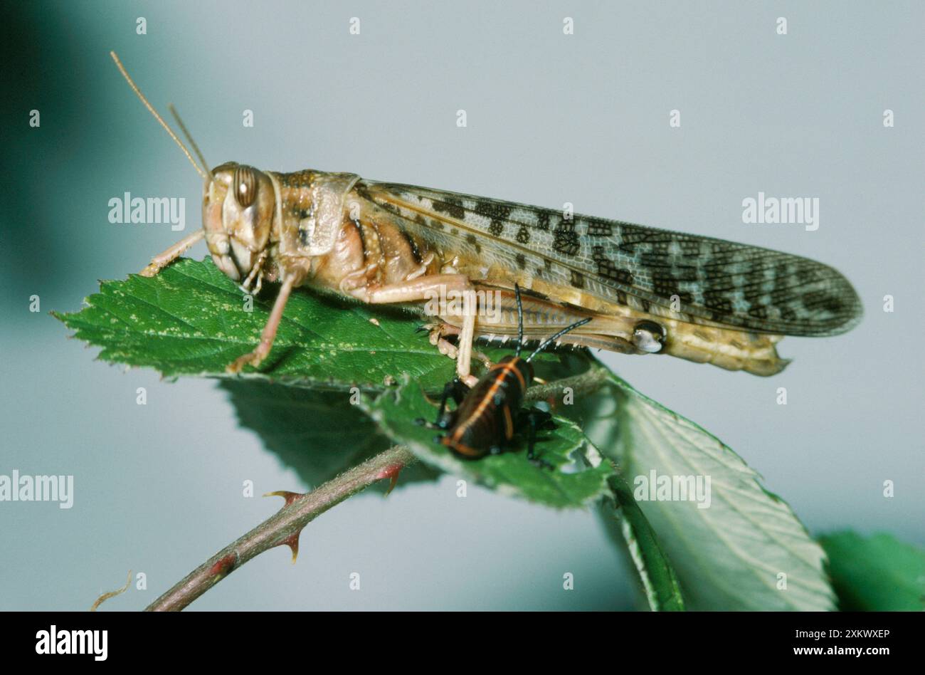 Migratory Locust - adult & nymph Stock Photo - Alamy