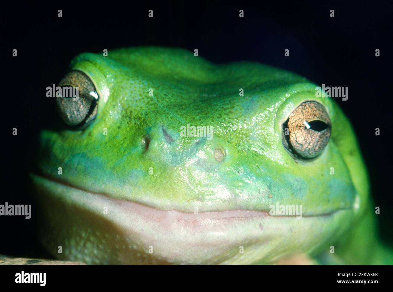 Dumpy frog hi-res stock photography and images - Alamy