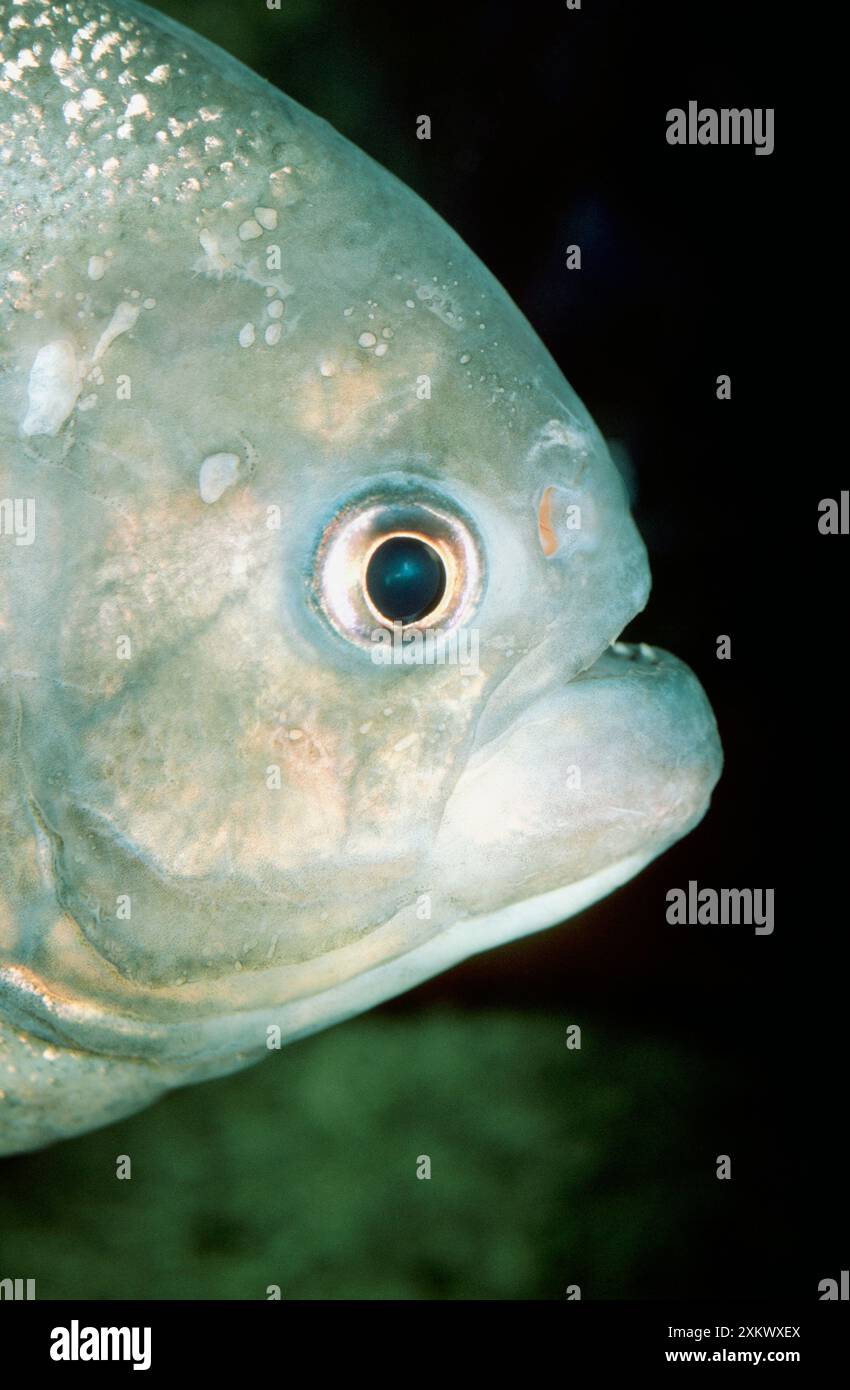 PIRANHA - CLOSE-UP OF HEAD Stock Photo - Alamy