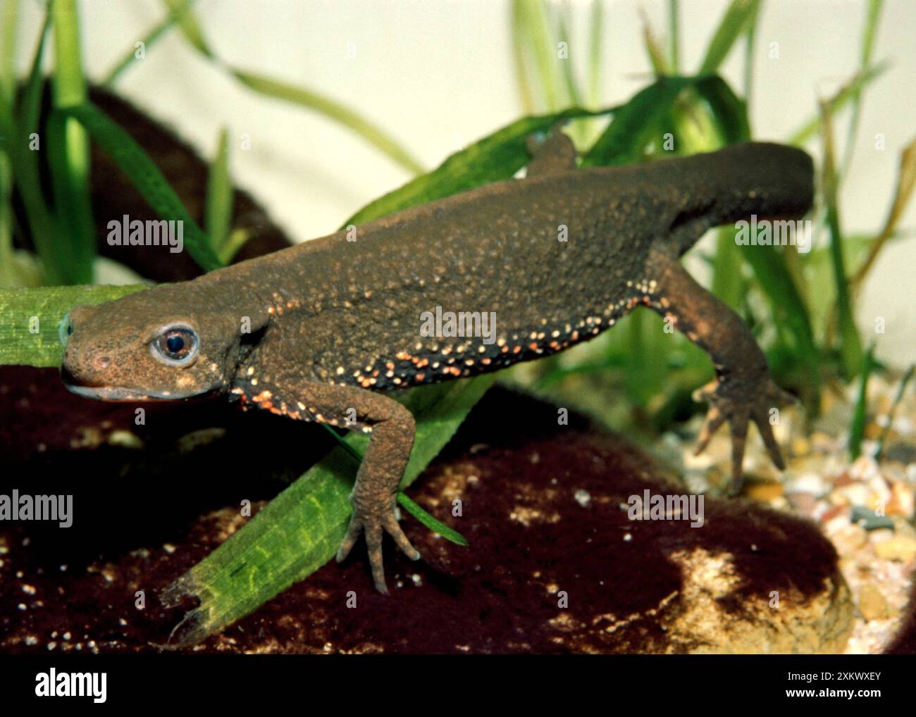 Japanese Fire Bellied Newt - Underwater Stock Photo - Alamy