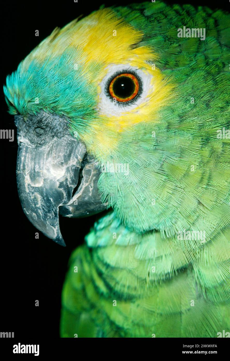 Blue-fronted Amazon / Blue-fronted / Turquoise-fronted Stock Photo - Alamy