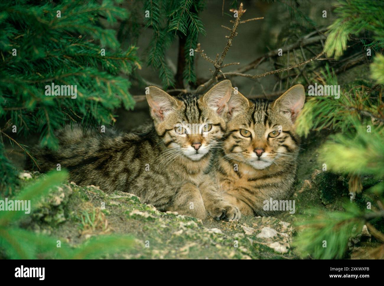 European Wild Cat KITTENS - cheek to cheek Stock Photo - Alamy