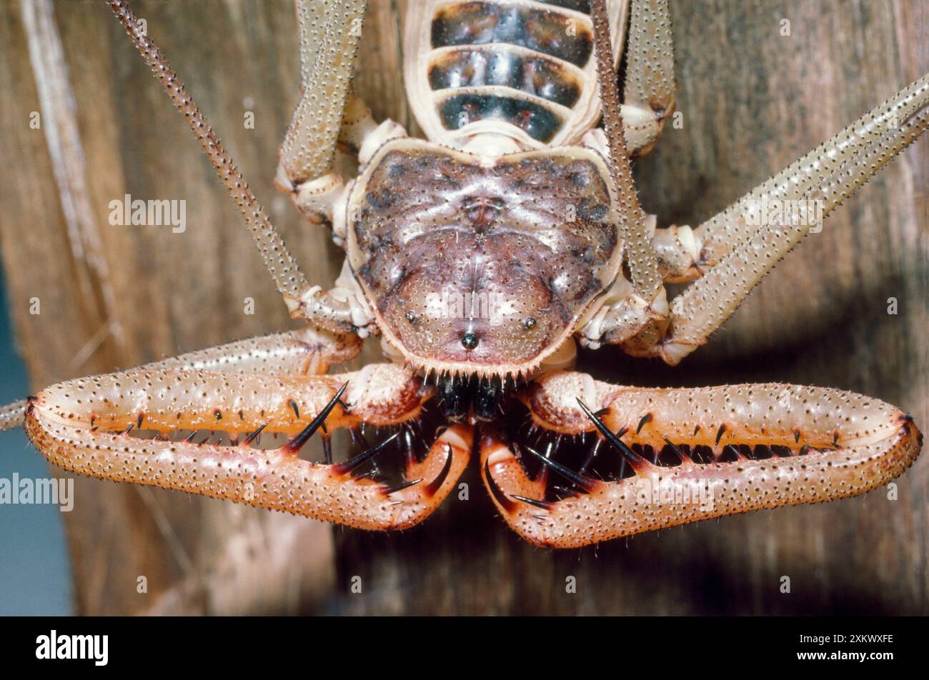 Tailless Whip Scorpion Stock Photo - Alamy