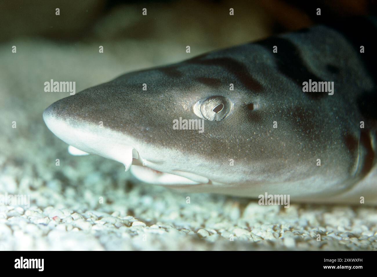 Shark in your face hi-res stock photography and images - Alamy