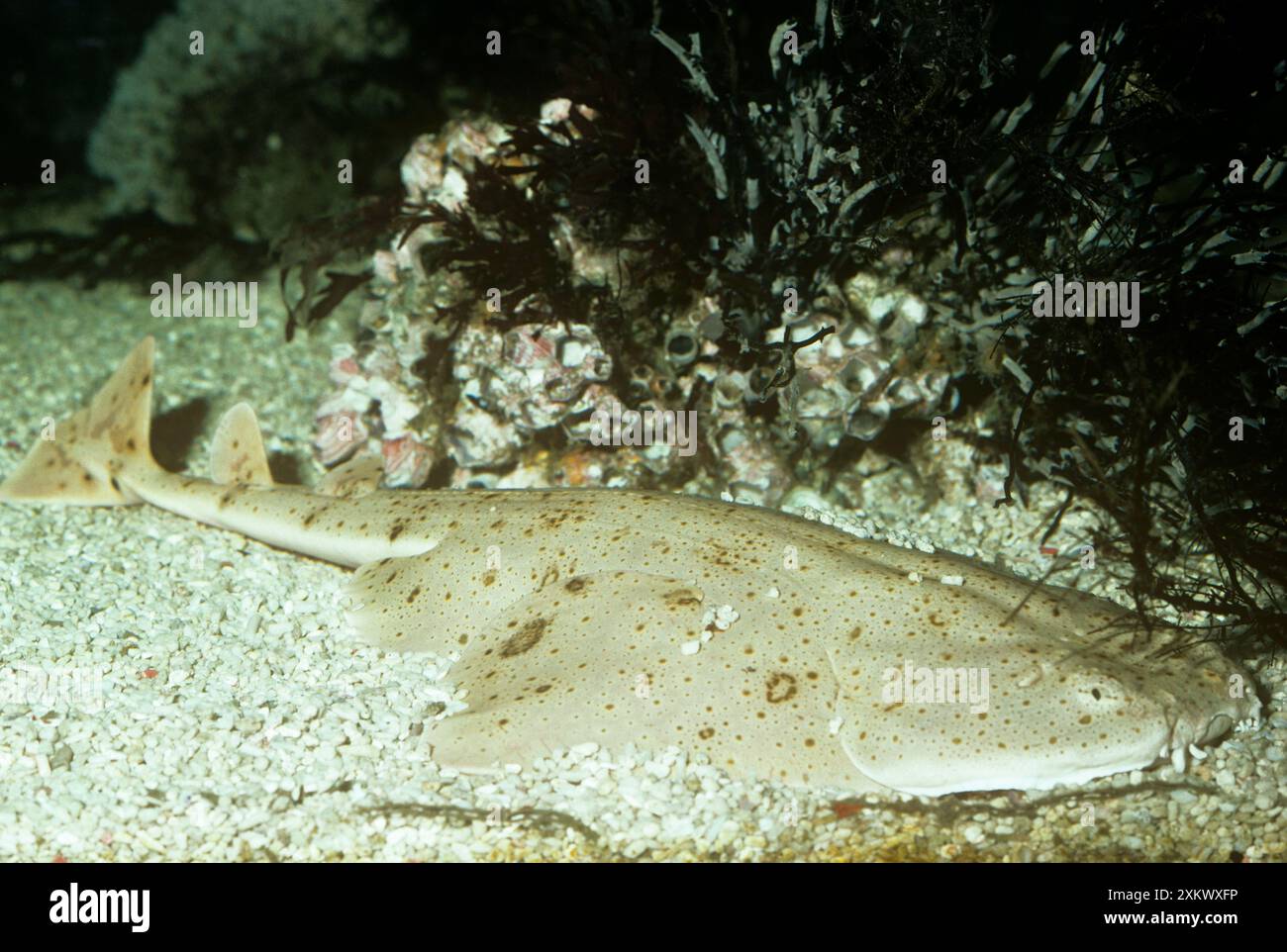 Angel sharks hi-res stock photography and images - Alamy