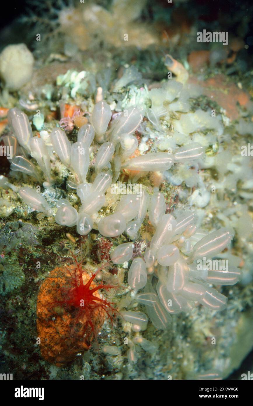 Clavelina huntsmani hi-res stock photography and images - Alamy