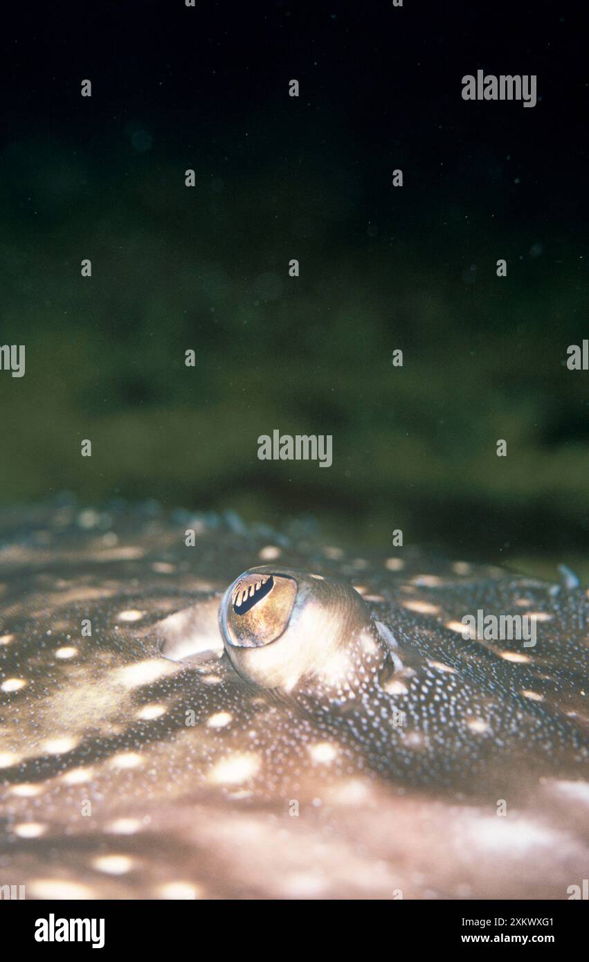 EYE OF THORNBACK RAY SKATE Stock Photo - Alamy