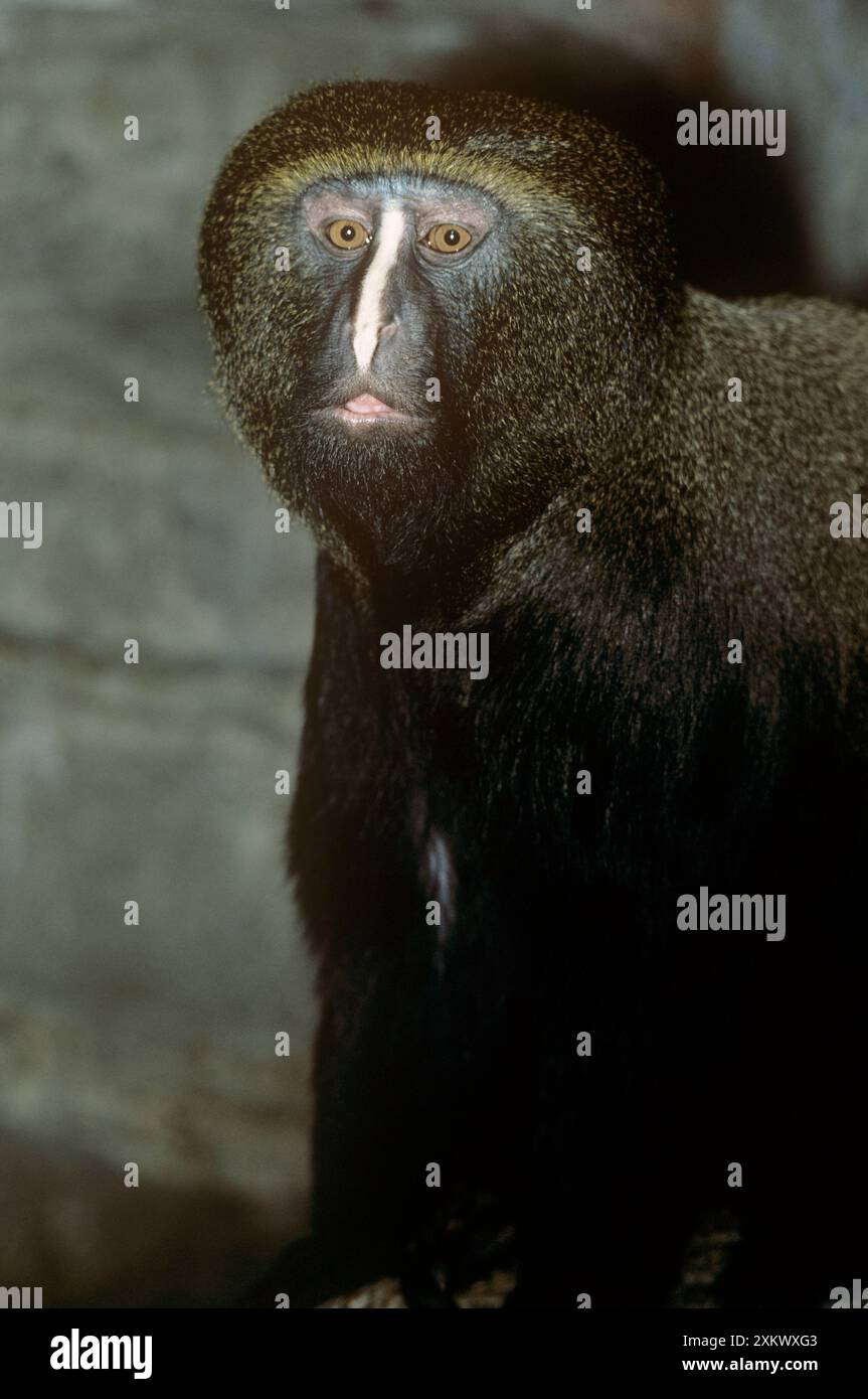 Hamlyns hi-res stock photography and images - Alamy