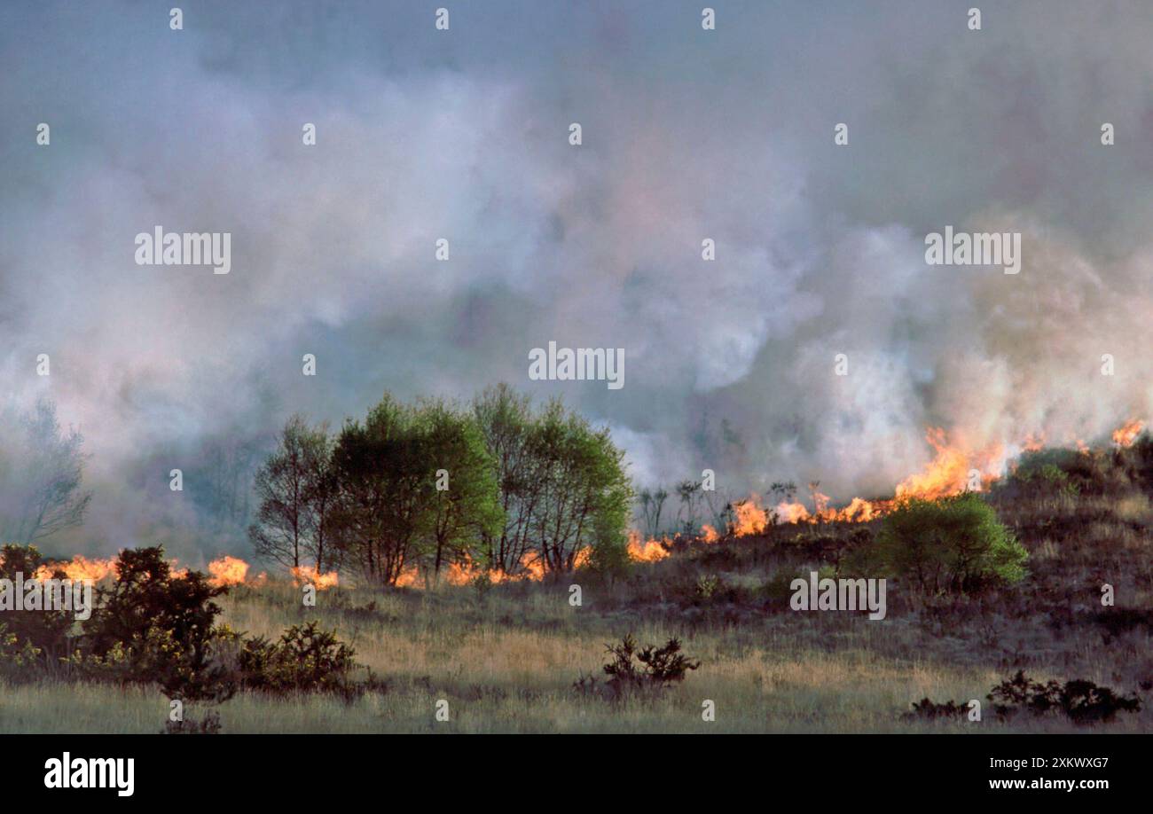 Heathland wildlife hi-res stock photography and images - Alamy