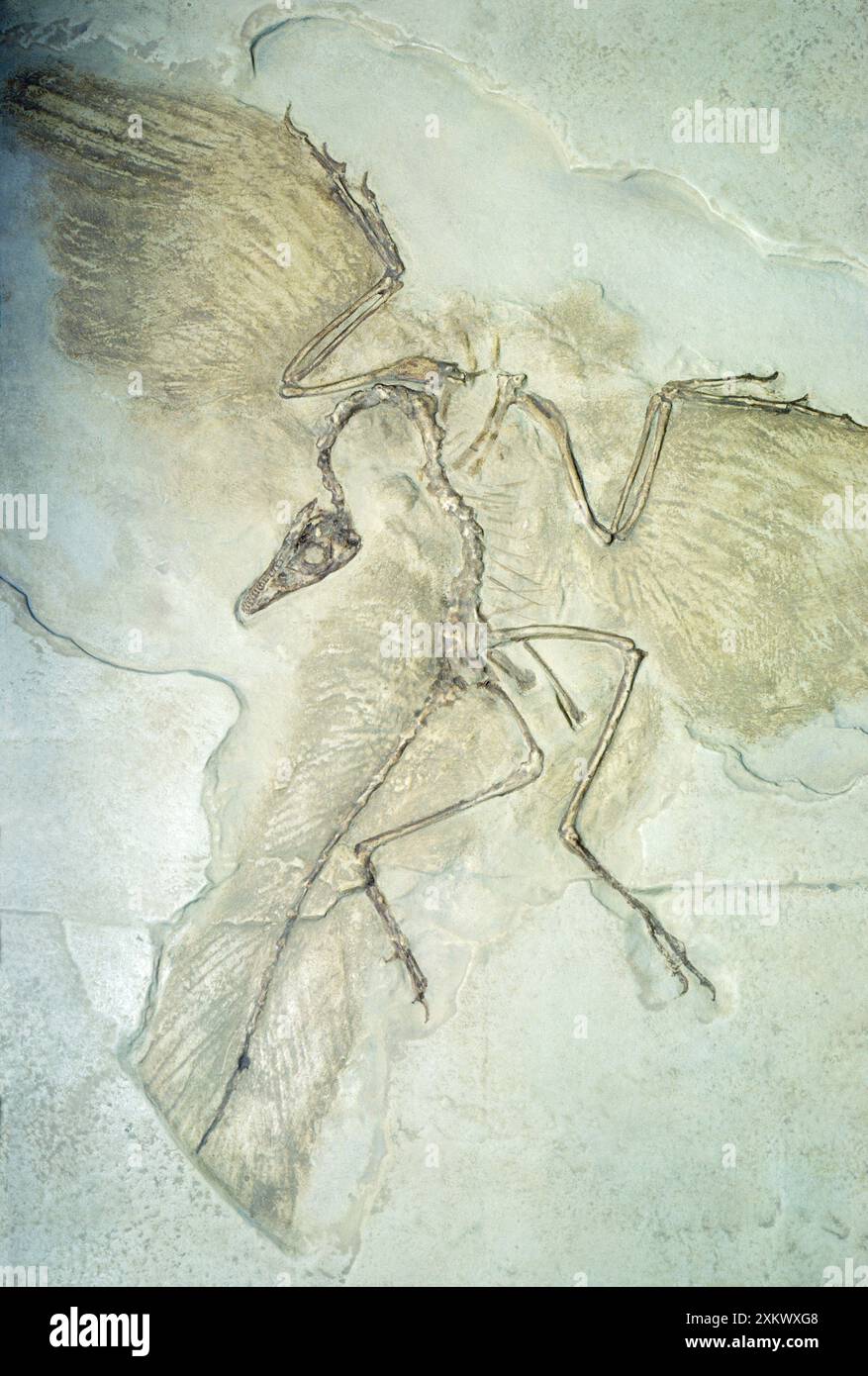 Skeleton of archaeopteryx hi-res stock photography and images - Alamy